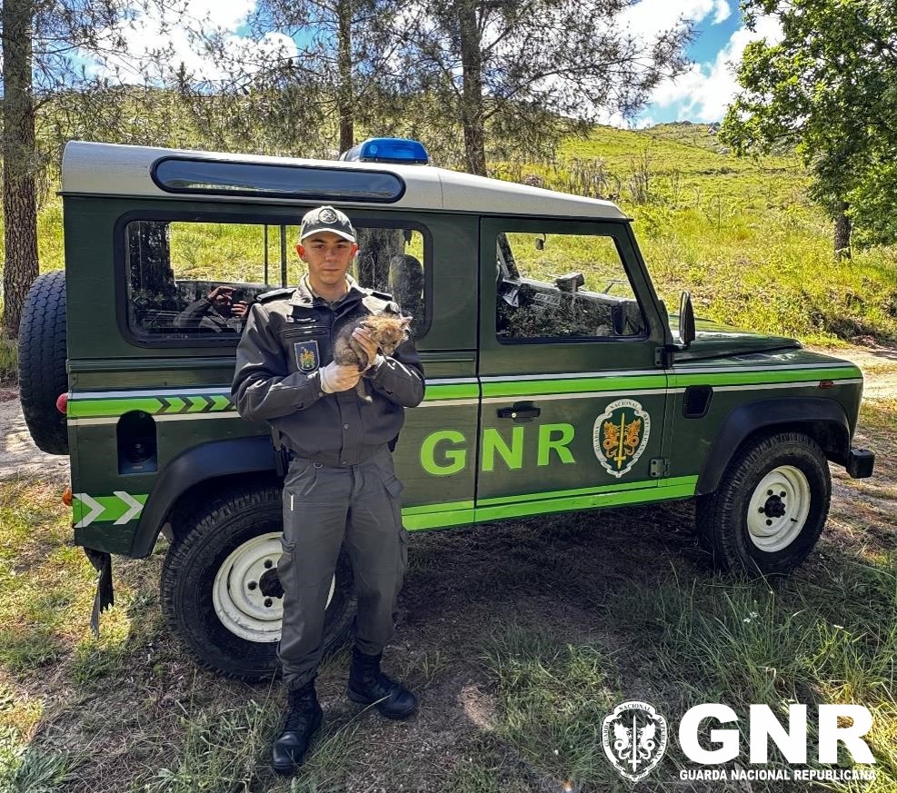 A GNR procedeu à recolha de uma raposa juvenil na localidade de Vila ...
