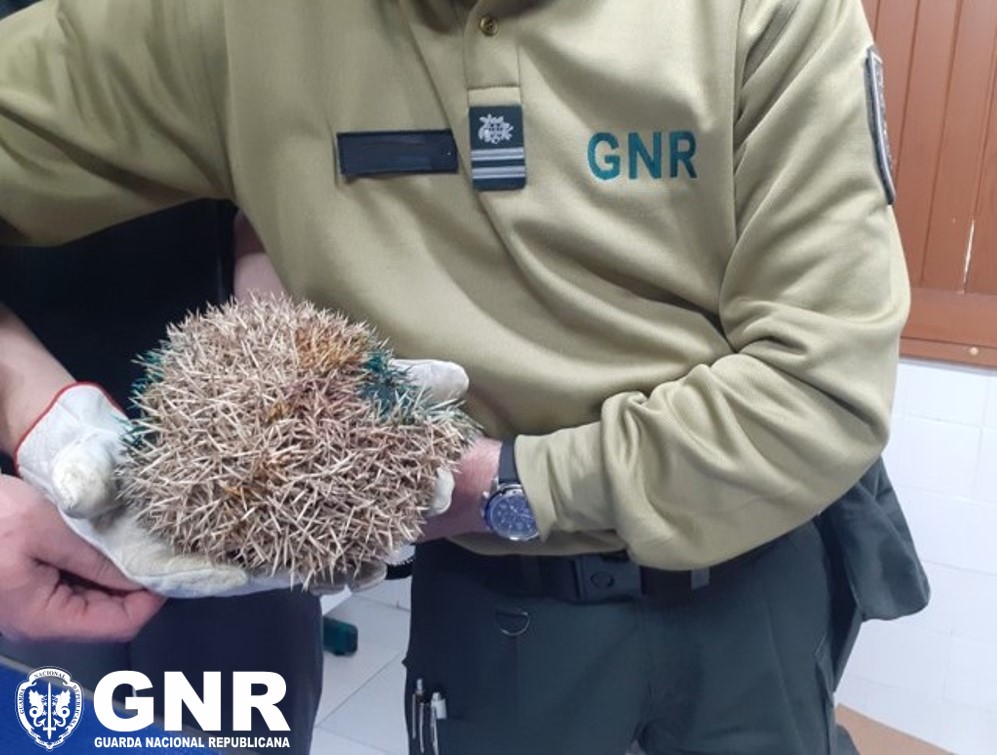 A GNR, através do Serviço de Proteção da Natureza e do Ambiente (SEPNA ...